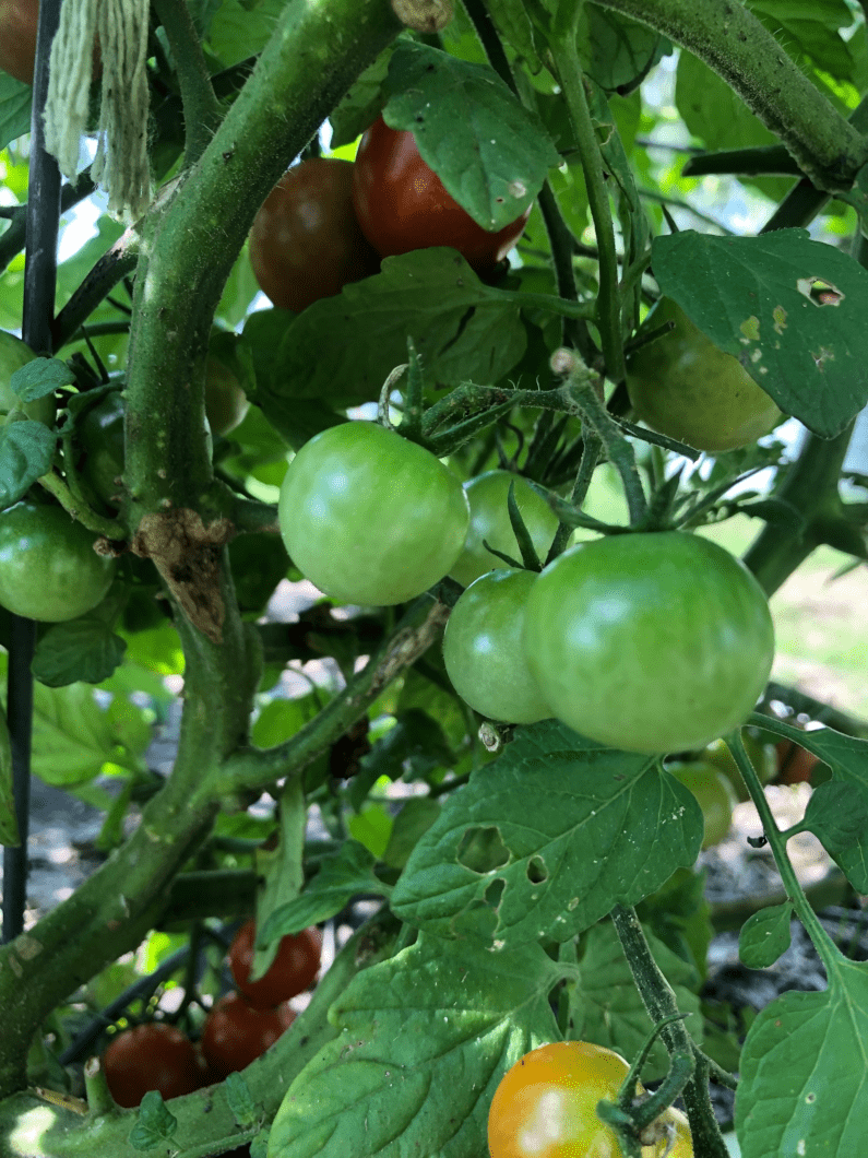 Determine vs. Indeterminate Tomatoes | Counting Tomatoes Determine vs. Indeterminate Tomatoes | Counting Tomatoes