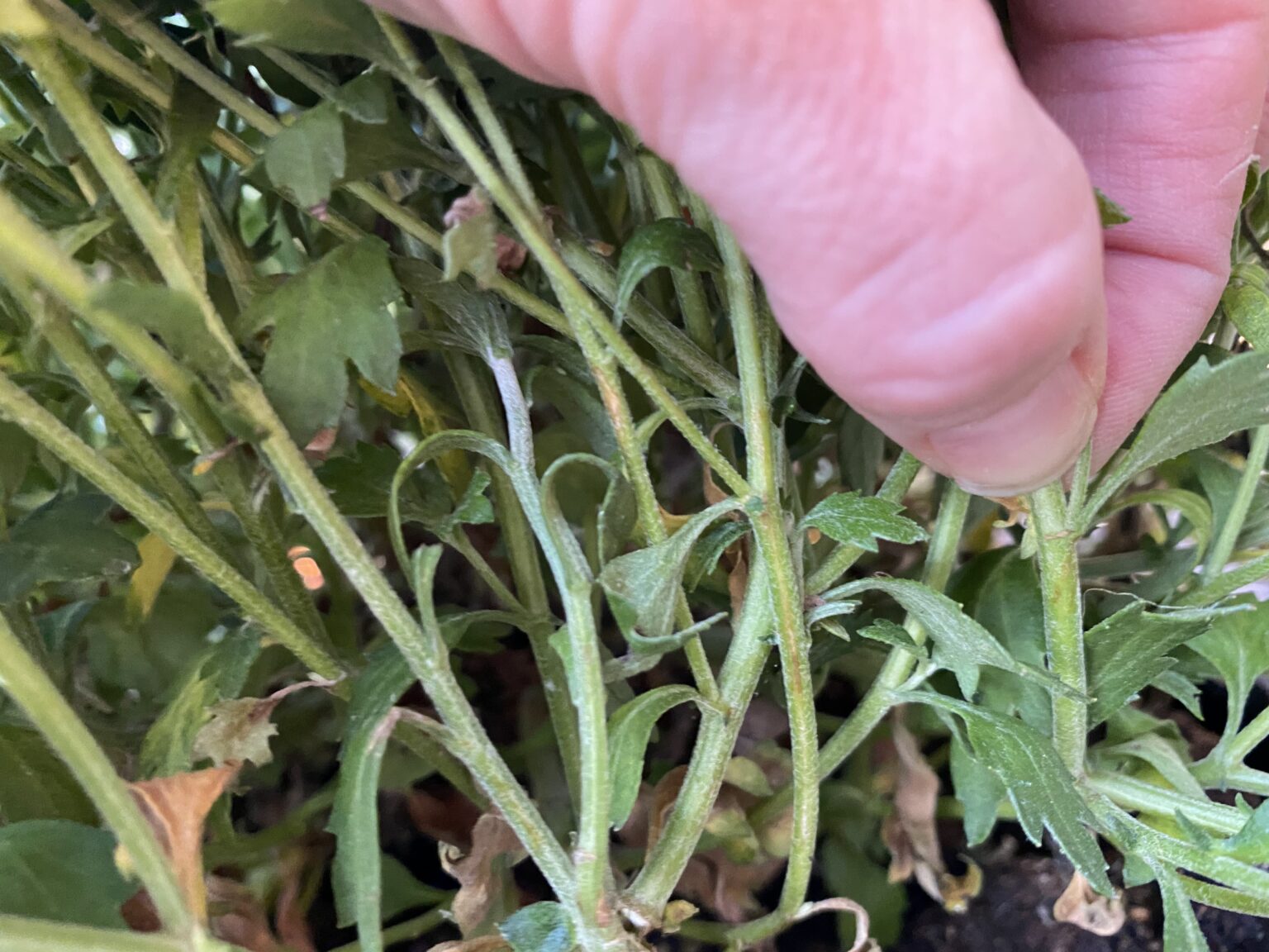 How To Prune Mums Pinching Tips For Chrysanthemums