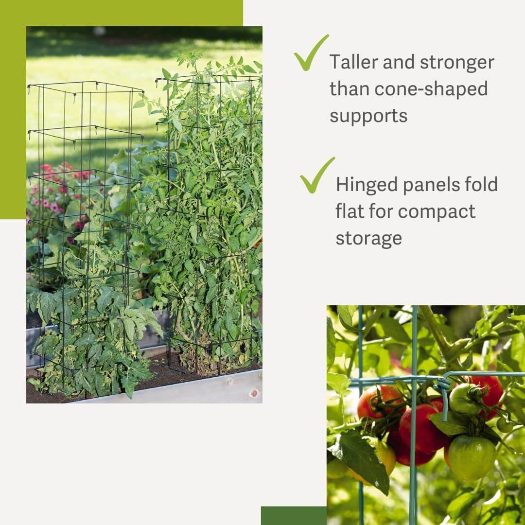 Indeterminate Tomatoes: How to Grow & Varieties Indeterminate Tomatoes: How to Grow & Varieties